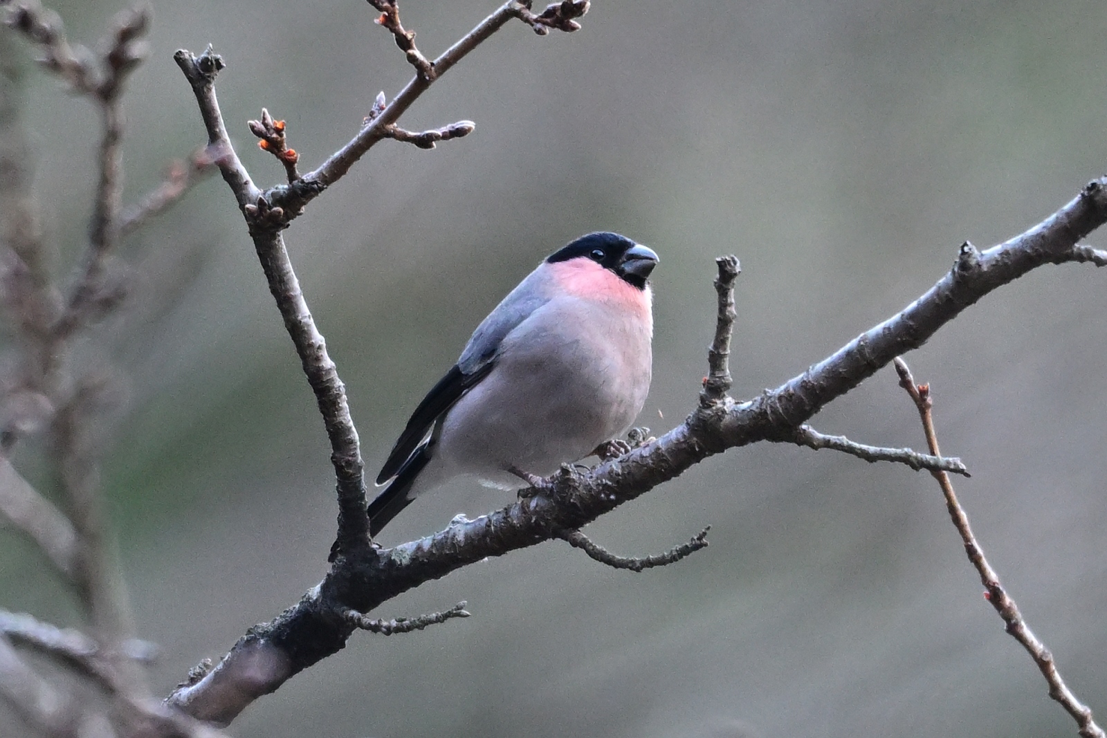 ウソ: 平塚じん