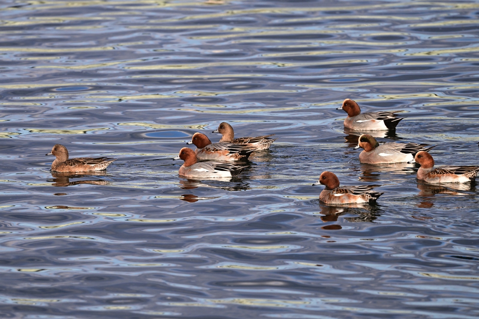 イソシギ: 平塚じん