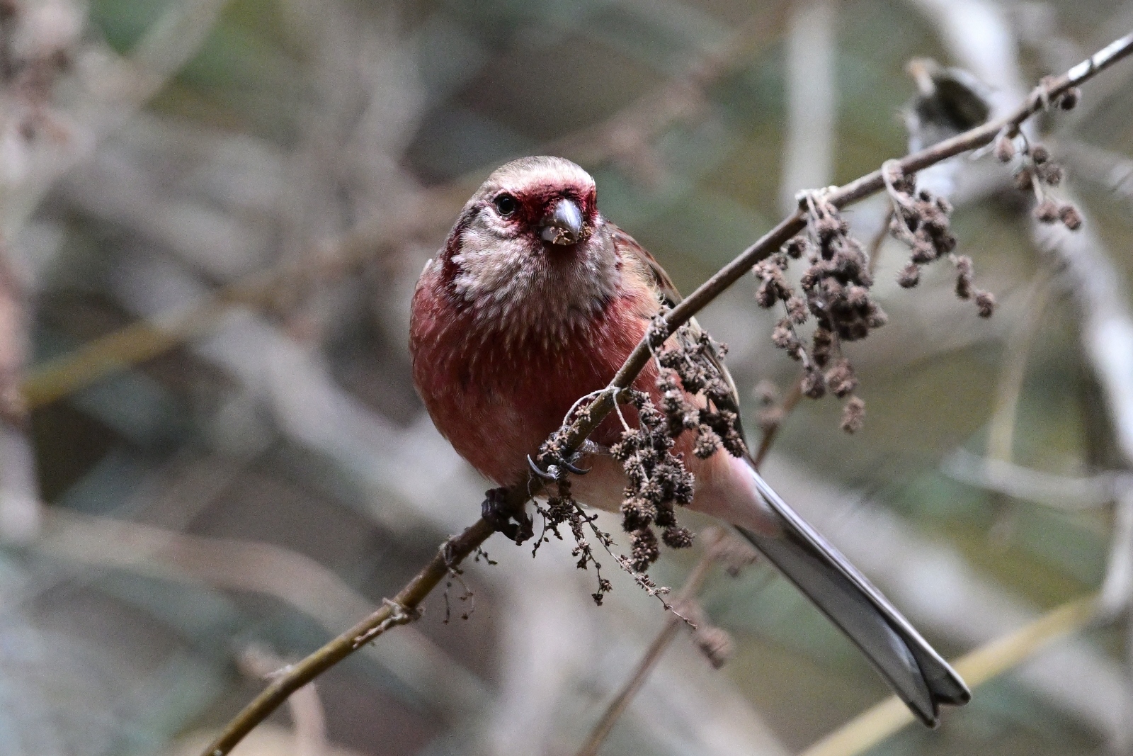 ベニマシコ: 平塚じん