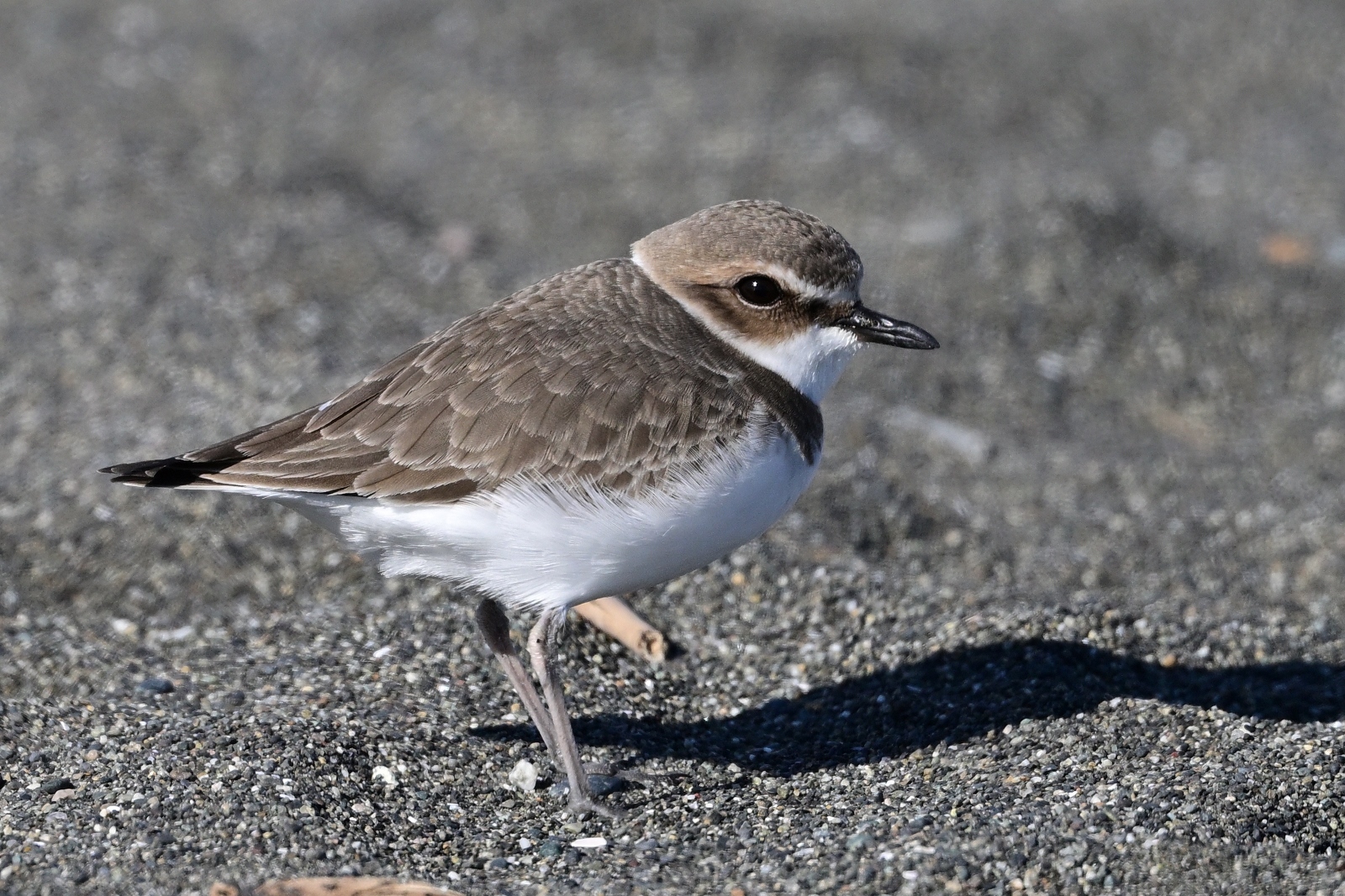 シロチドリ: 平塚じん