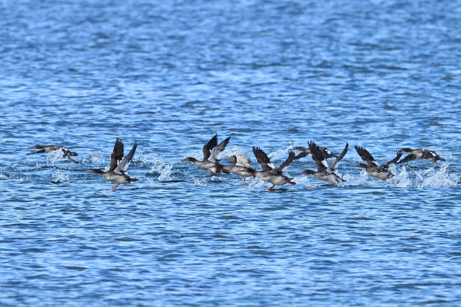 ハジロカイツブリ: 平塚じん