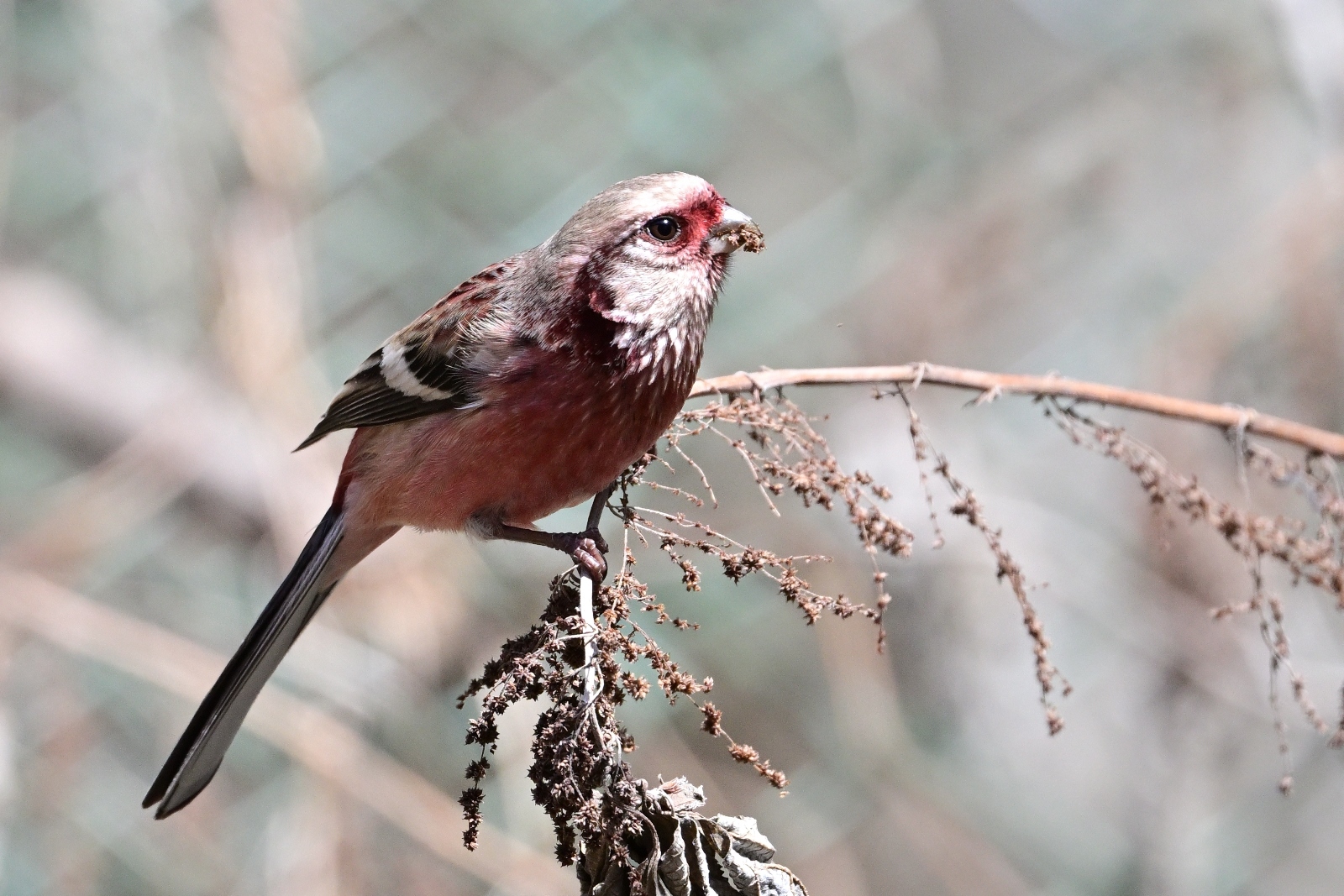 ベニマシコ: 平塚じん