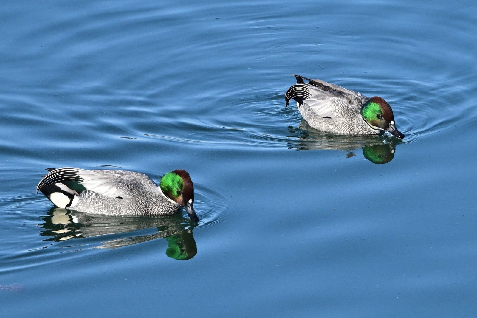 ヨシガモ: 平塚じん