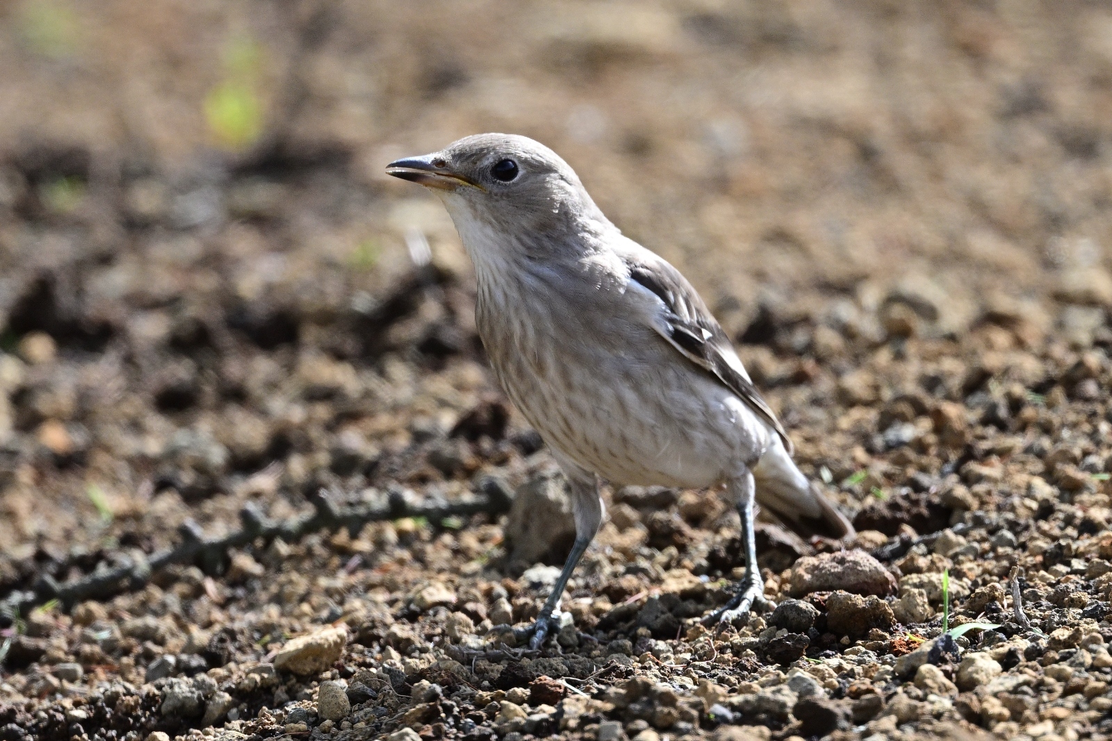 コムクドリその2: 平塚じん