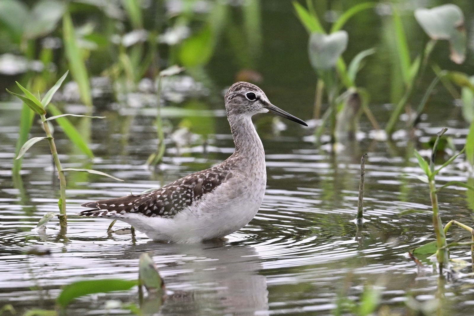 タシギ: 平塚じん