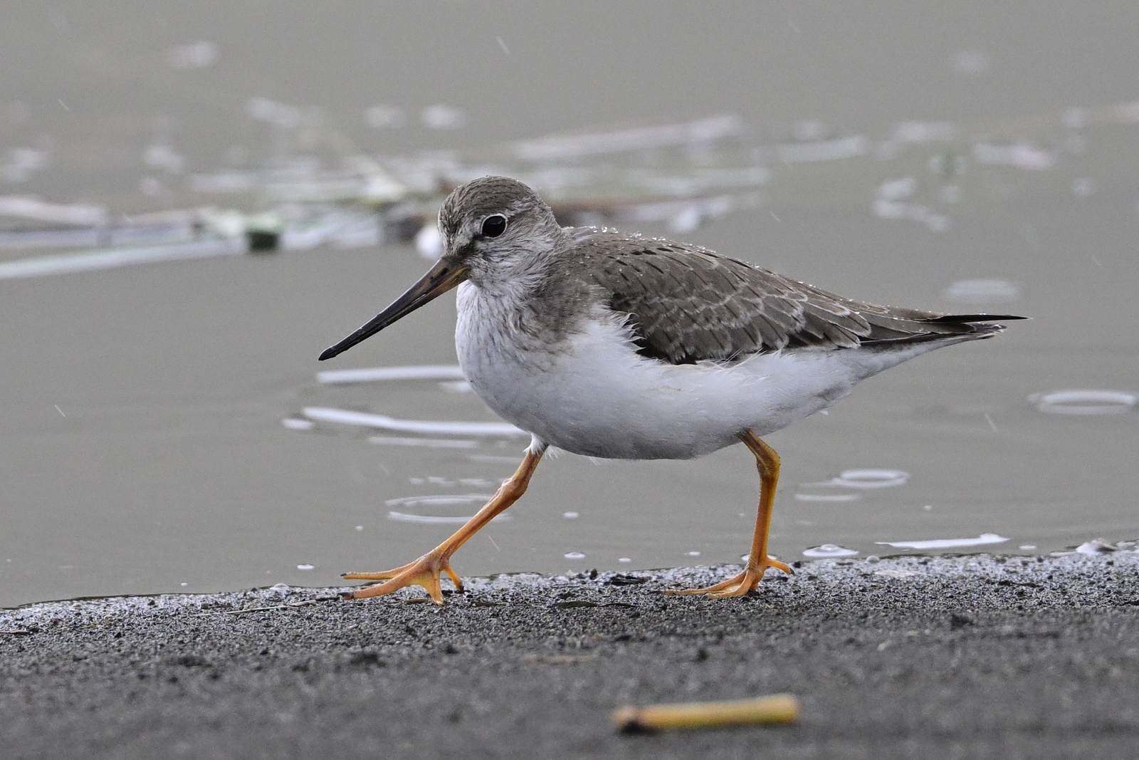 ソリハシシギ: 平塚じん