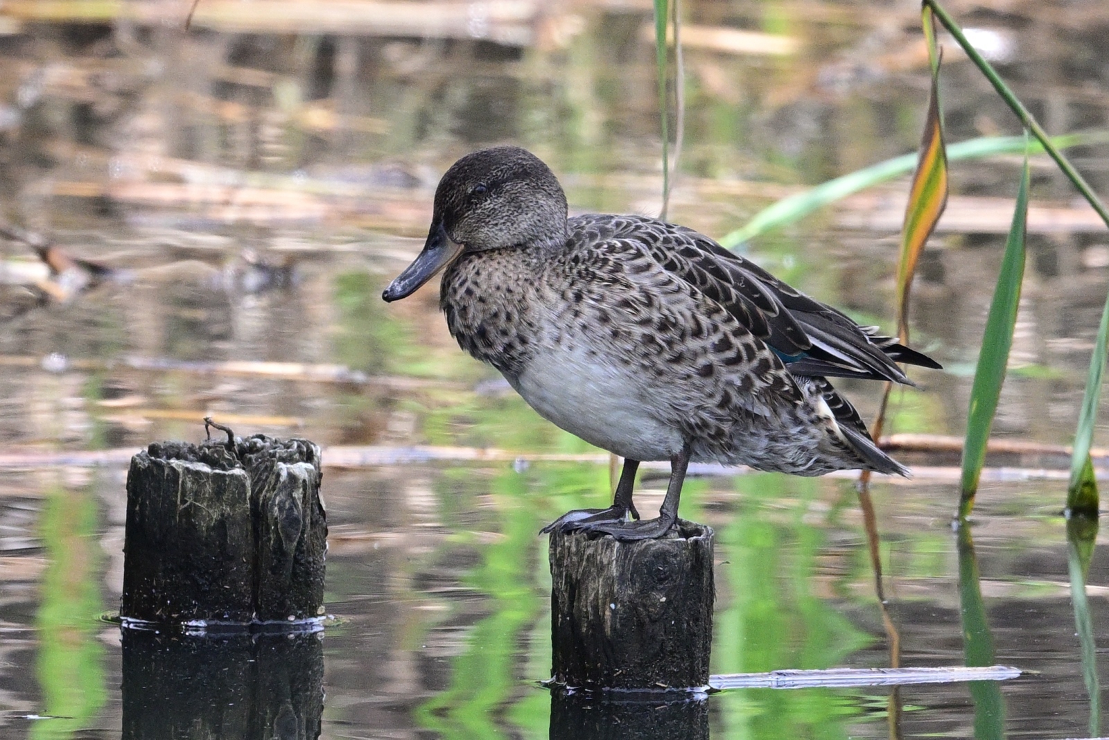 コガモ: 平塚じん