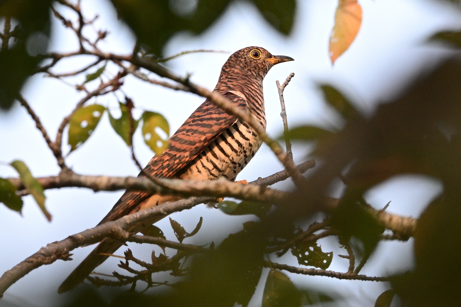 ツツドリ: 平塚じん