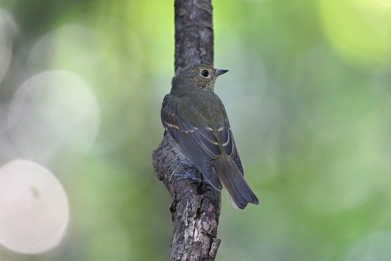 キビタキ: 平塚じん