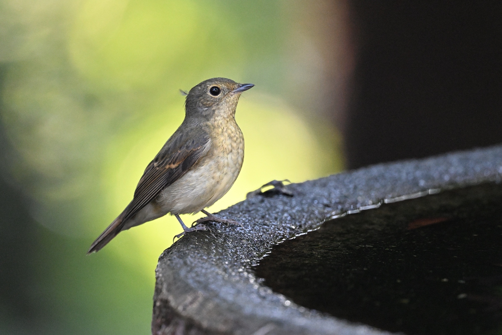 キビタキ: 平塚じん
