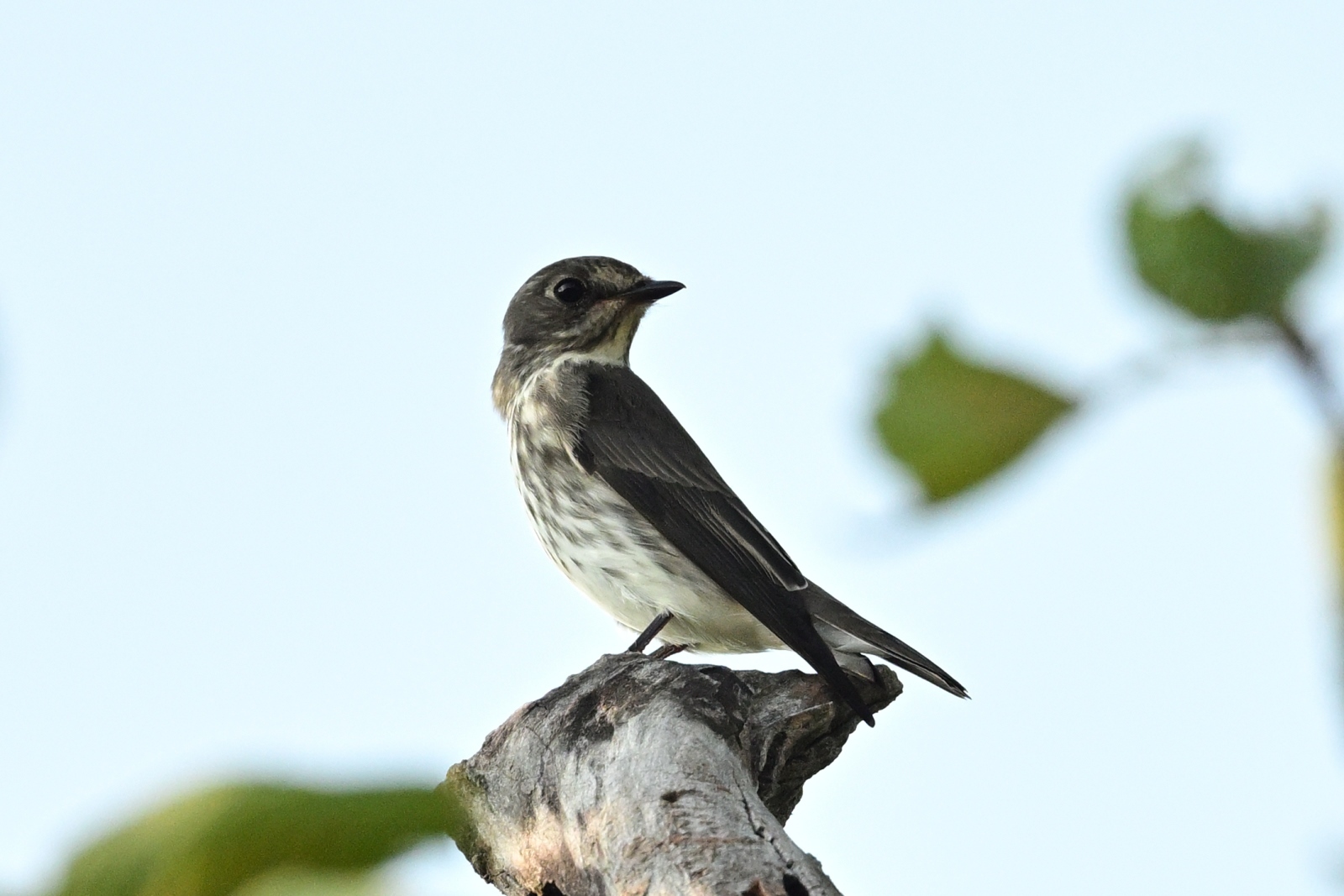 キビタキ: 平塚じん