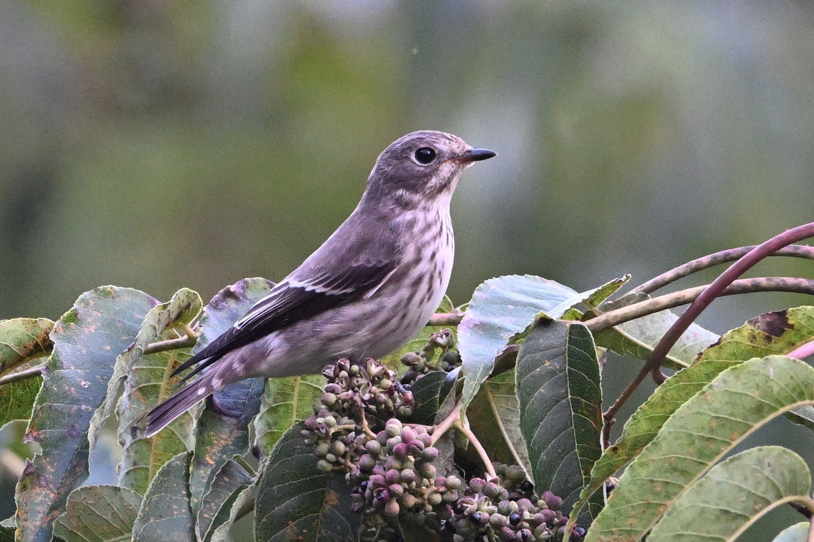 野鳥、動物: 平塚じん