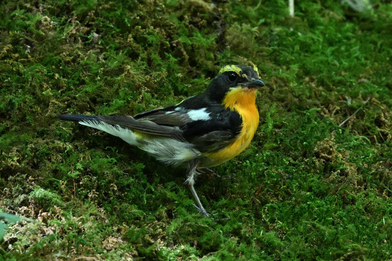 キビタキ: 平塚じん